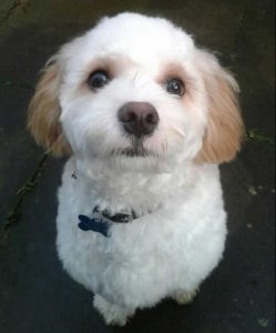 Max had Total Ear Canal Ablation (TECA-LBO) Surgery