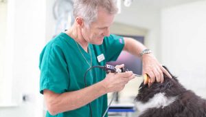 Ears | Dog Ear Specialist | Dog Ear Surgery Midlands