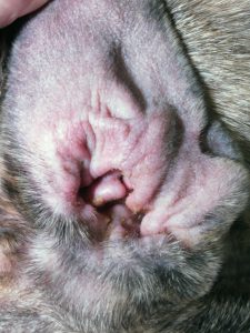 Canine Atopic Dermatitis Treatment | Dog Skin Specialist
