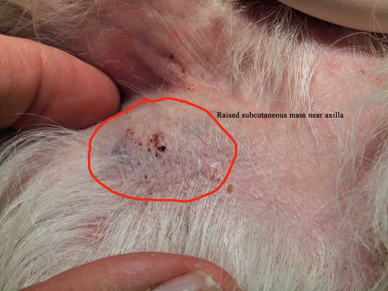 Mast Cell Tumor Cat Ear Cat Meme Stock Pictures And Photos Mast Cell Tumor Cat Ear Cat Meme Stock Pictures And Photos