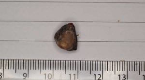 Ears | Dog Ear Specialist | Dog Ear Surgery Midlands