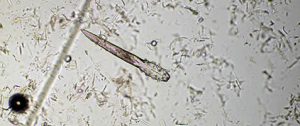 Demodicosis | Dermvet Leicester Skin Vet
