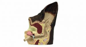 Ears | Dog Ear Specialist | Dog Ear Surgery Midlands