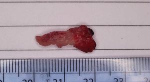 Ears | Dog Ear Specialist | Dog Ear Surgery Midlands