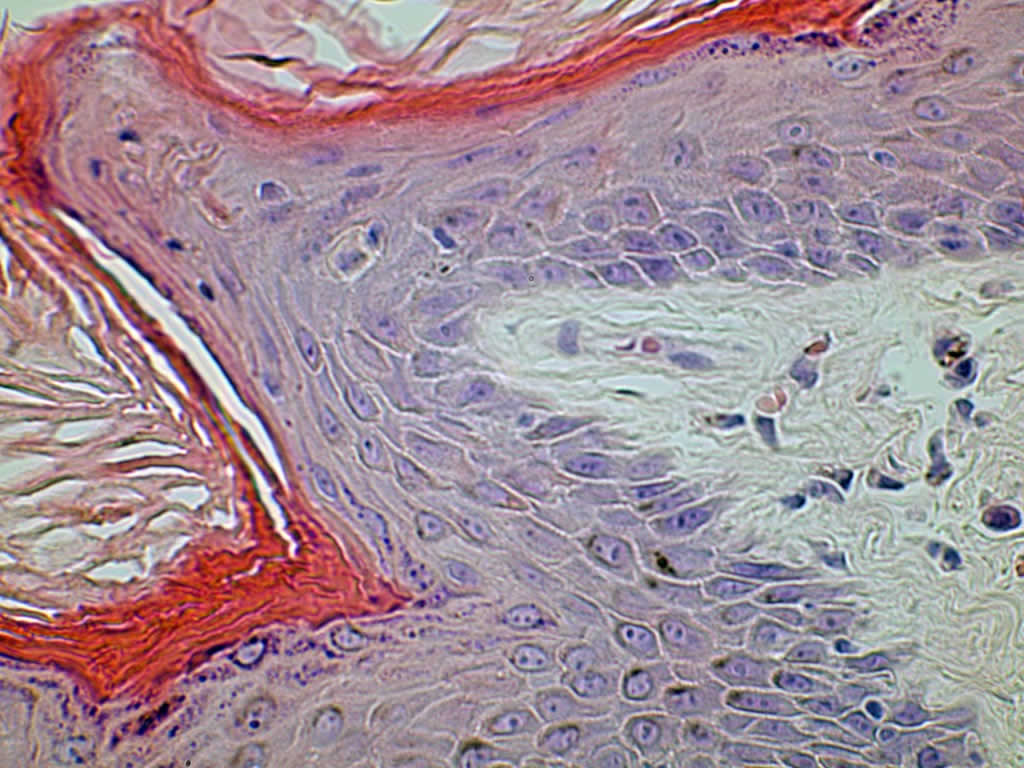 Diagnostic Testing Pet Skin Disease | Dermvet