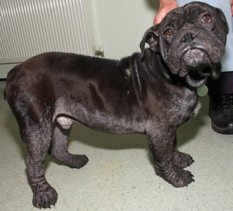 Demodicosis | Dermvet Leicester Skin Vet