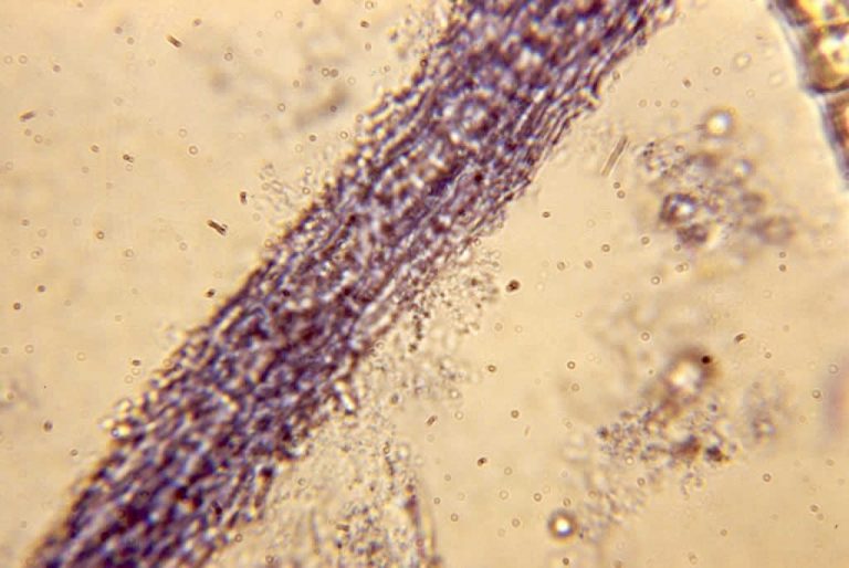 Diagnostic Testing Pet Skin Disease | Dermvet