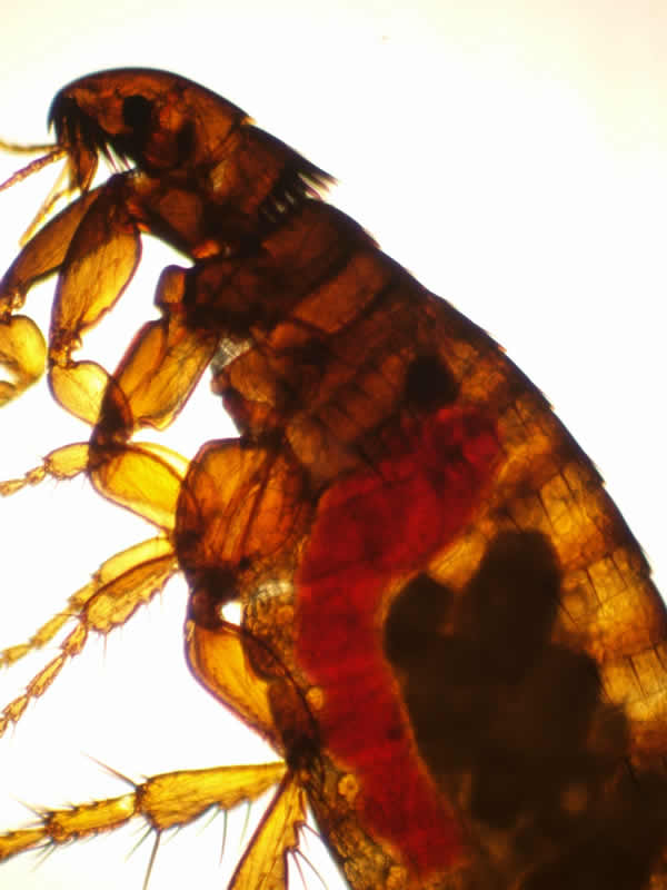 Fleas, Flea Allergy and Flea Control/ Eradication