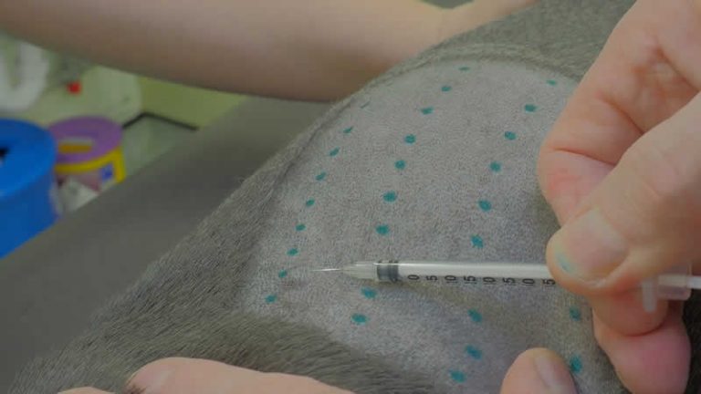 Dog Allergy Testing | Cat Allergy Test | Pet Allergy Specialist