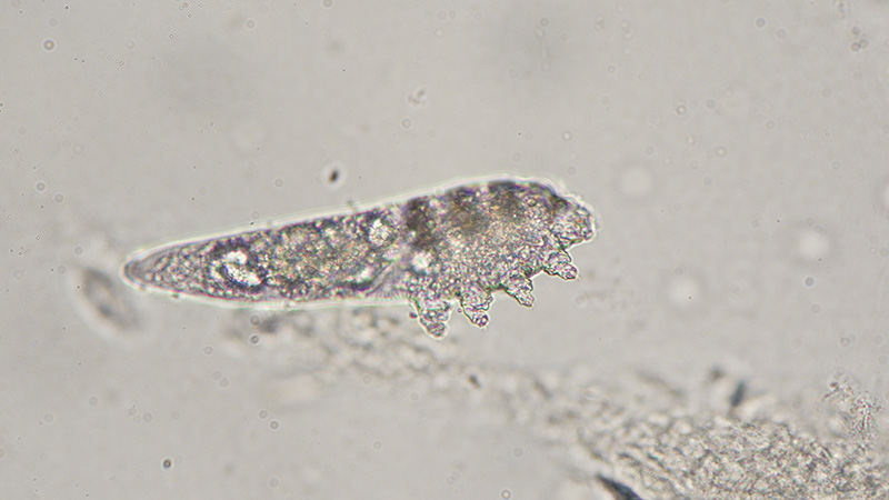 Pododermatitis – A Common Problem With Many Causes