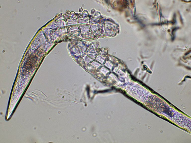 Pododermatitis – A Common Problem With Many Causes