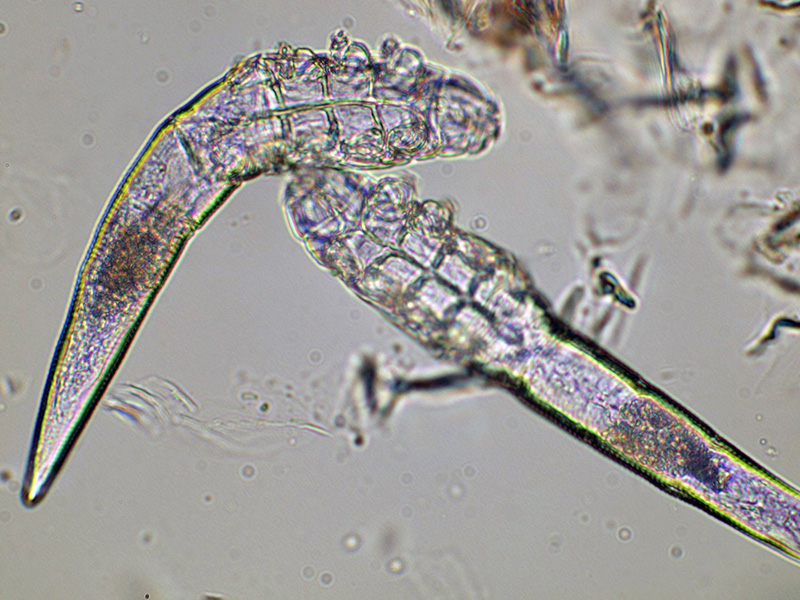 Pododermatitis – A Common Problem With Many Causes