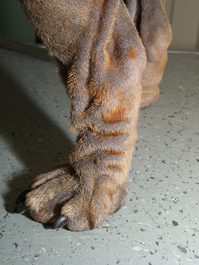 Pododermatitis – A Common Problem With Many Causes