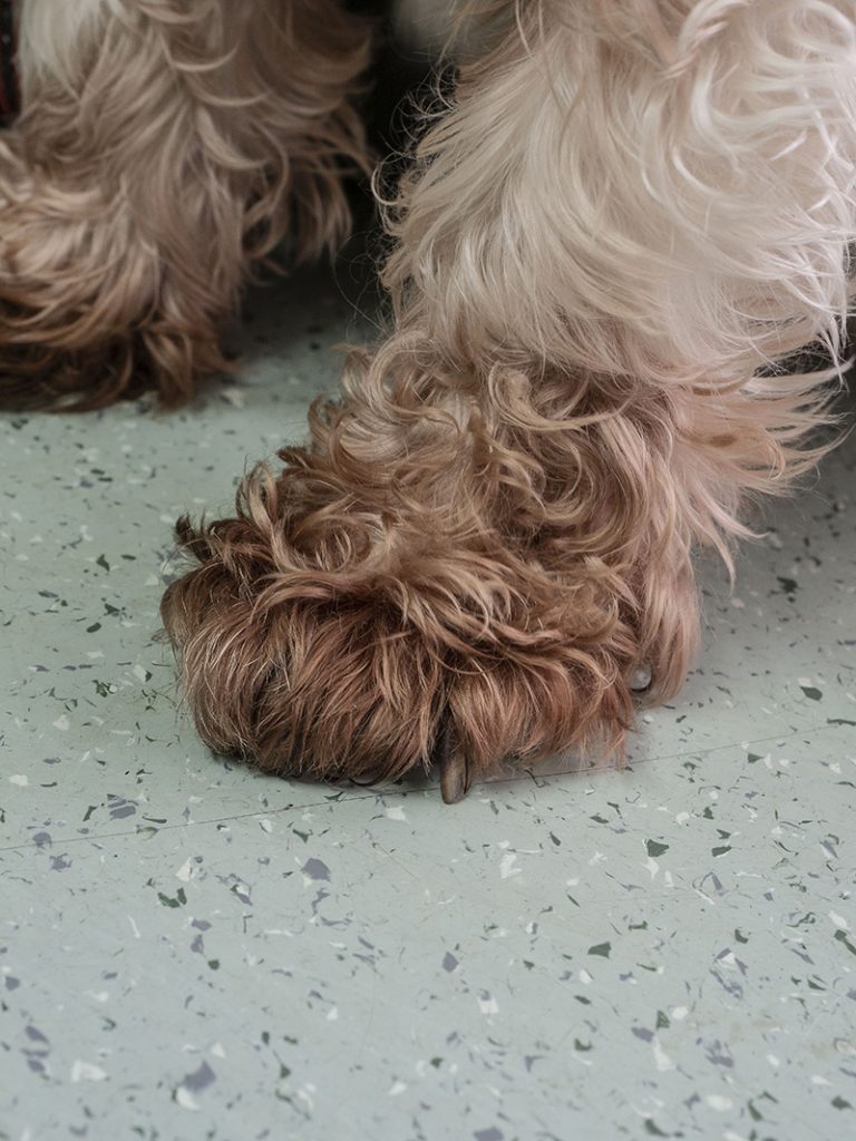 Pododermatitis – A Common Problem With Many Causes