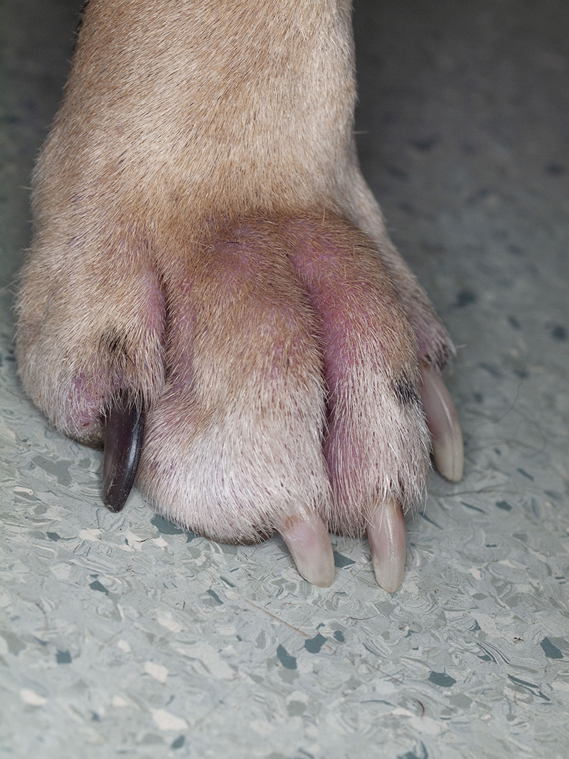 Pododermatitis – A Common Problem With Many Causes