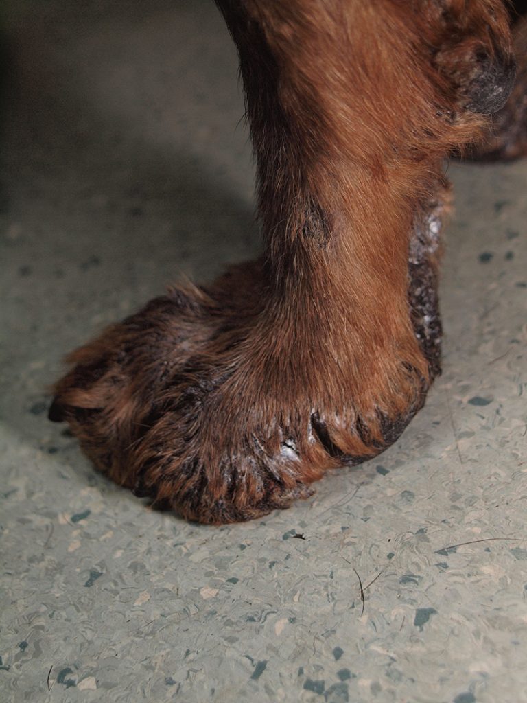 Pododermatitis – A Common Problem With Many Causes