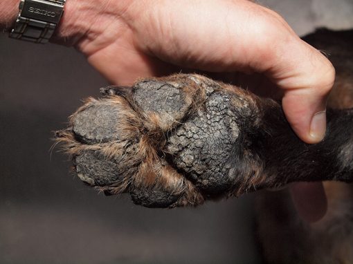 Pododermatitis – A Common Problem With Many Causes