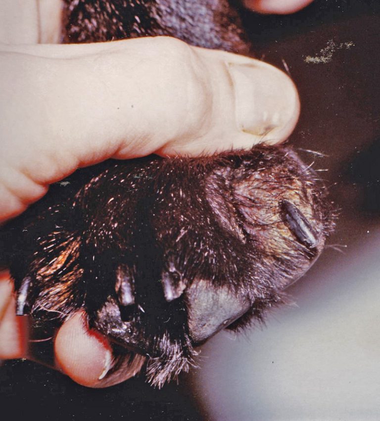 Pododermatitis – A Common Problem With Many Causes