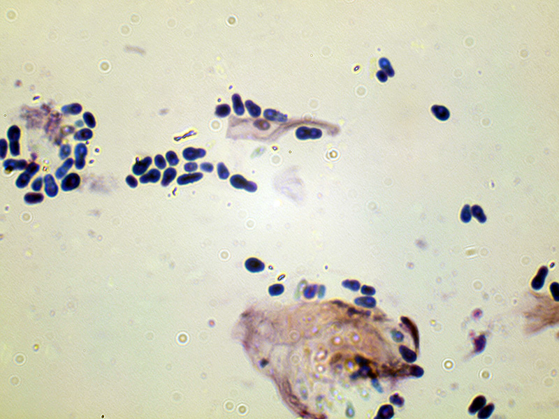 Pododermatitis – A Common Problem With Many Causes