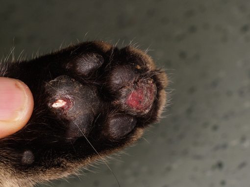 Pododermatitis – A Common Problem With Many Causes