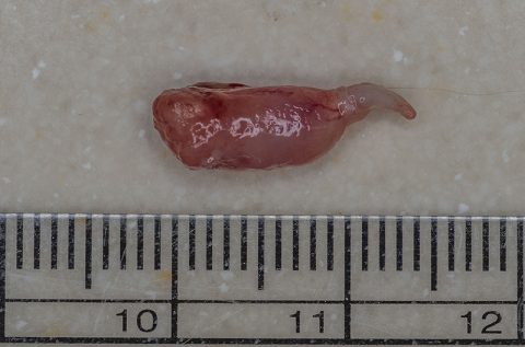 Nasopharyngeal Polyps in Cats